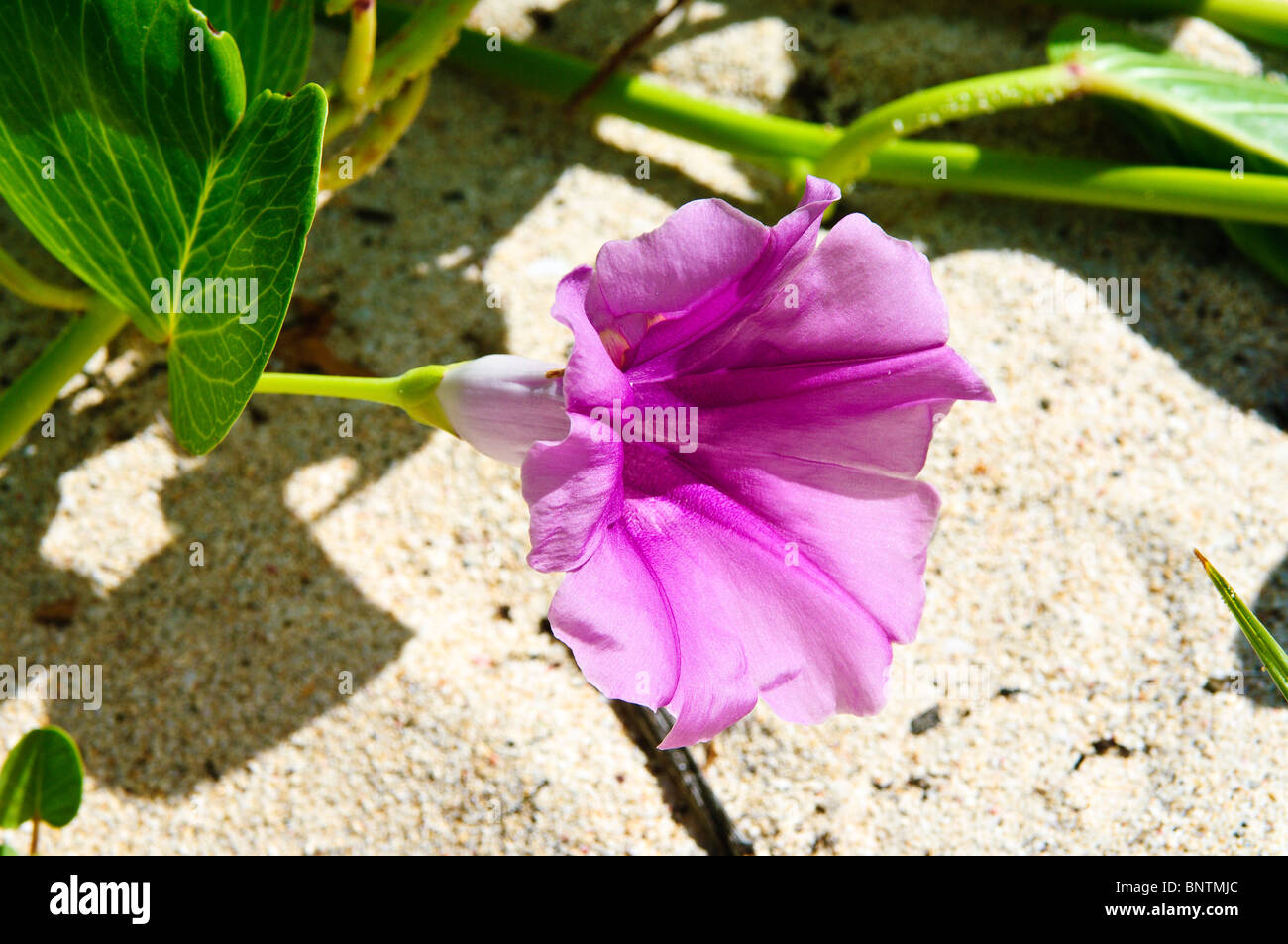 Purple and pink morning glory flower hi-res stock photography and ...