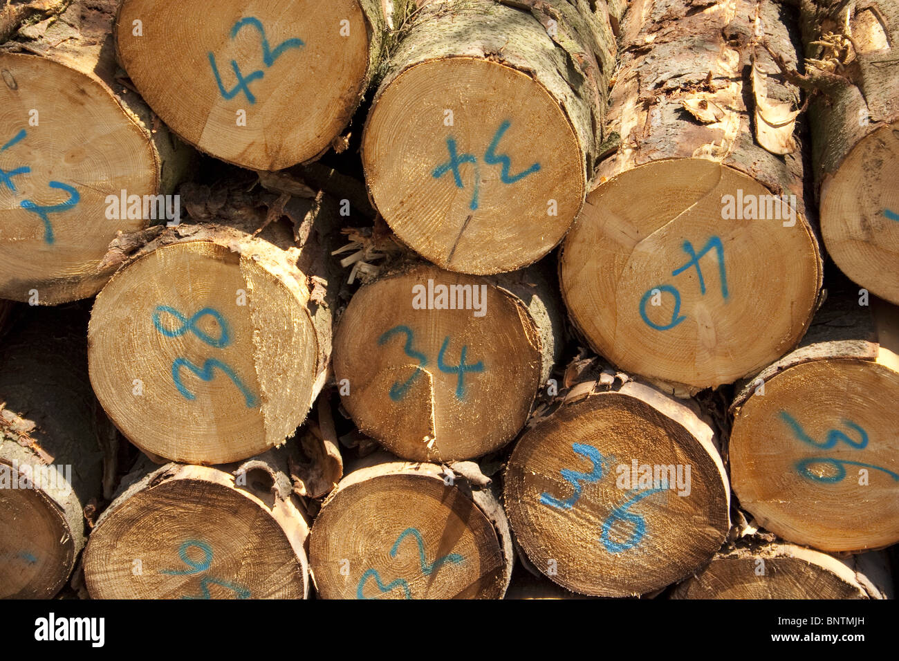 Timber on Dartmoor Stock Photo - Alamy