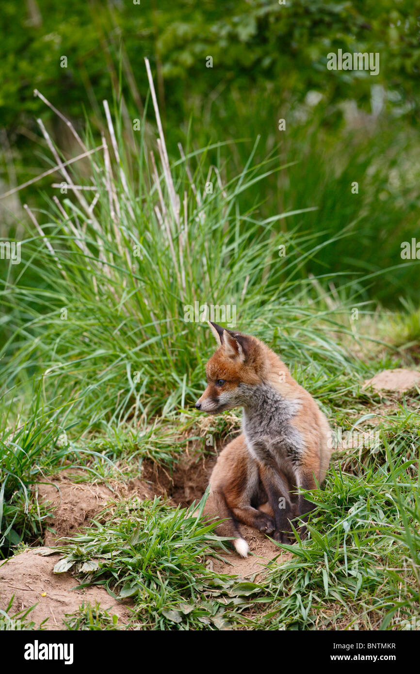 Red fox (Vulpes vulpes) cub exploring near earth Stock Photo - Alamy