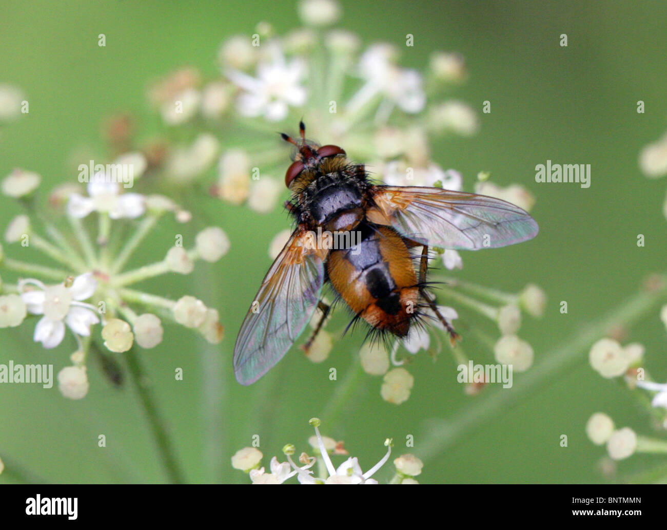 Tachinid Fly, Tachina fera, Tachininae, Tachinidae, Diptera Aka Louse ...
