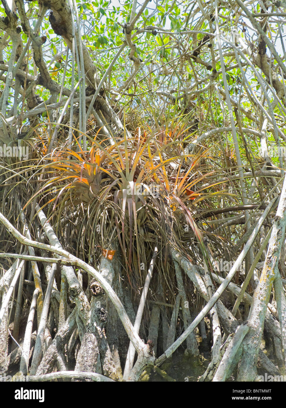 Mangrove swamp yucatan mexico hi-res stock photography and images - Alamy
