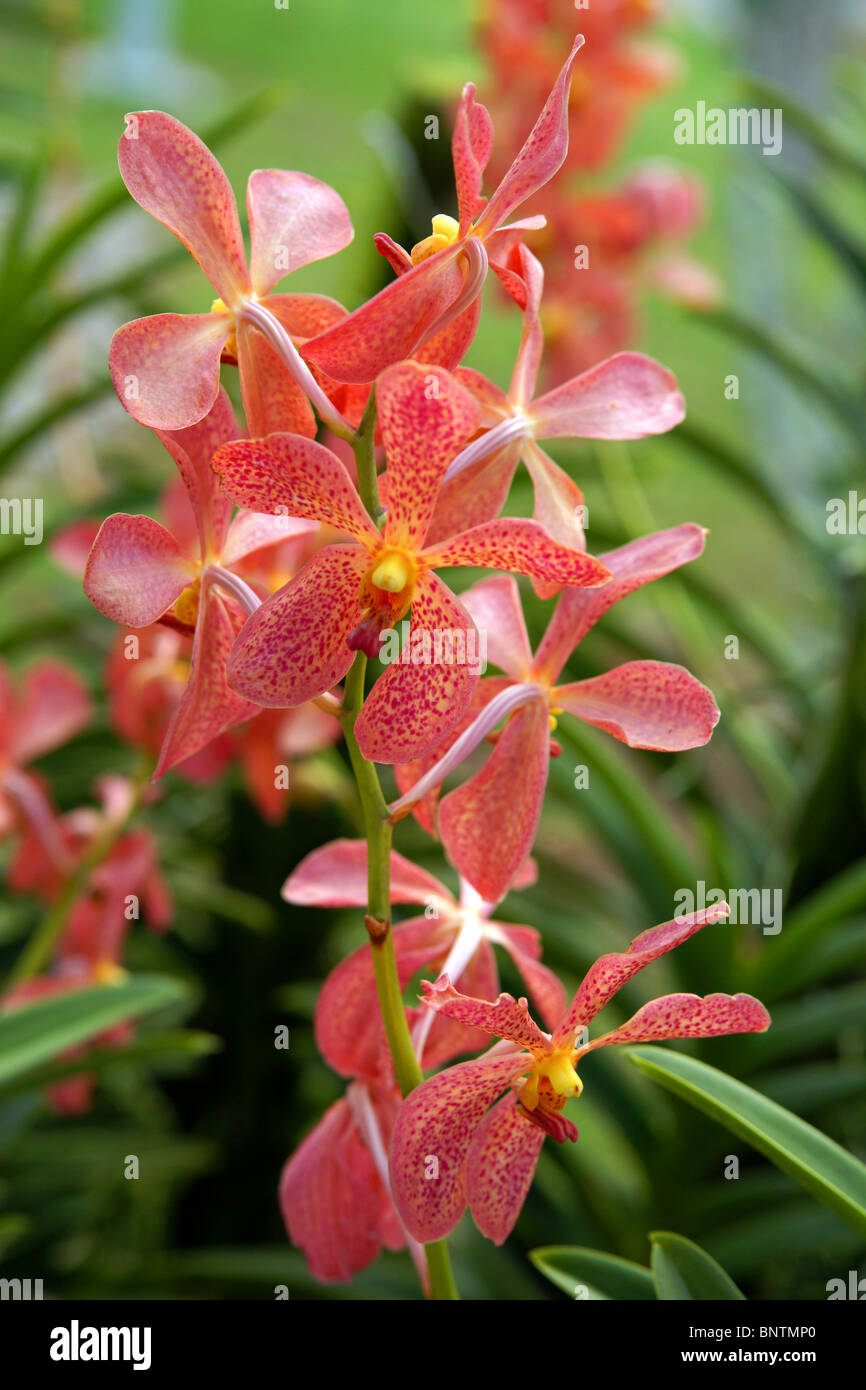 Orchids of high-mountainous Borneo. Exotic natural flowers of Borneo ...