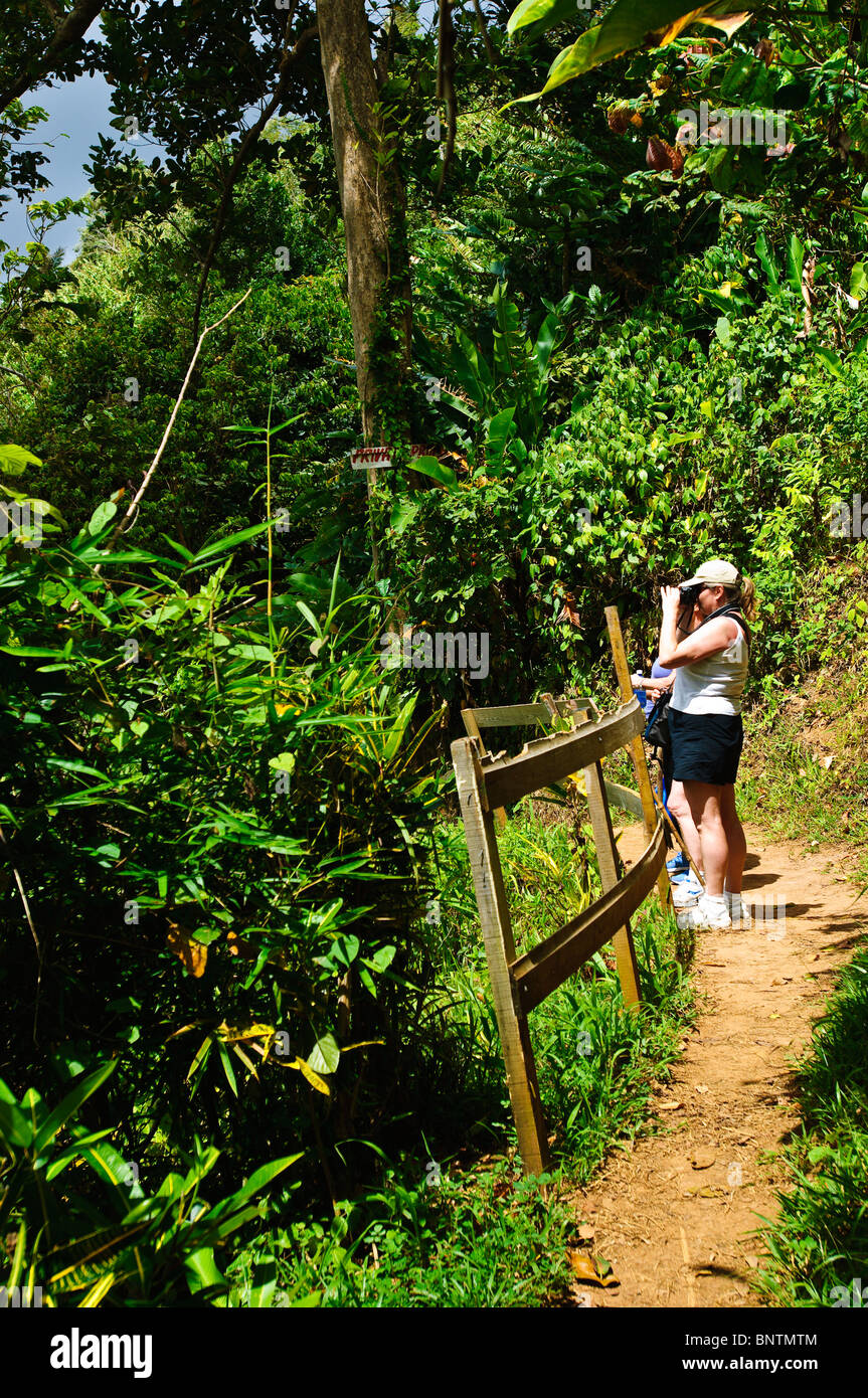 Hiking on Seven Sisters Waterfall trail in Grenada Stock Photo - Alamy