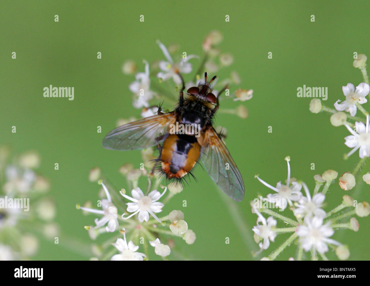Tachinid Fly, Tachina fera, Tachininae, Tachinidae, Diptera Aka Louse ...