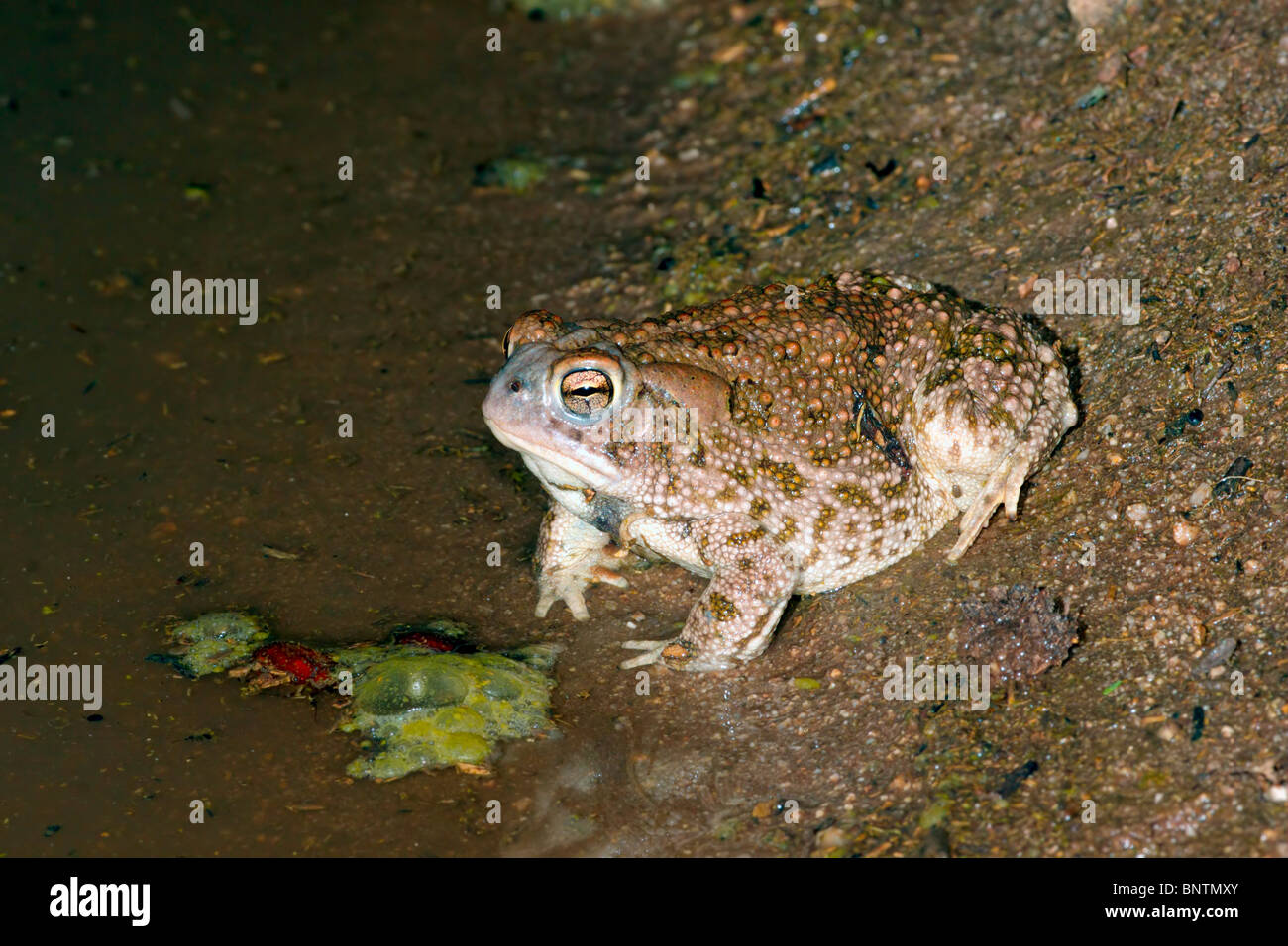 Great Plains Toad Stock Photo - Alamy