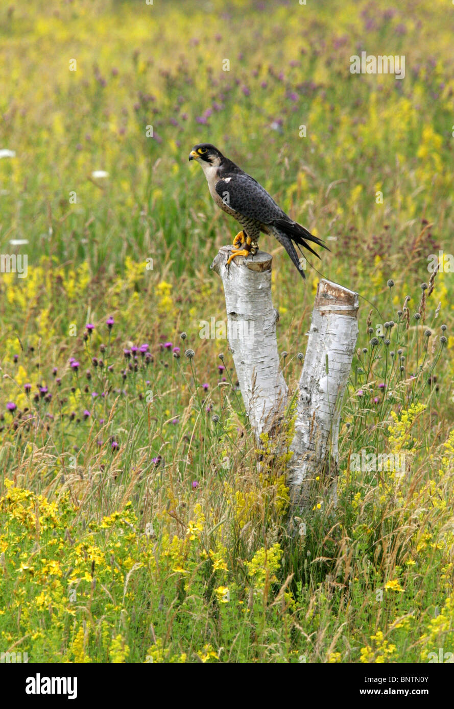 Peregrine Falcon, Falco peregrinus, Falconidae, Falconiformes. Aka ...