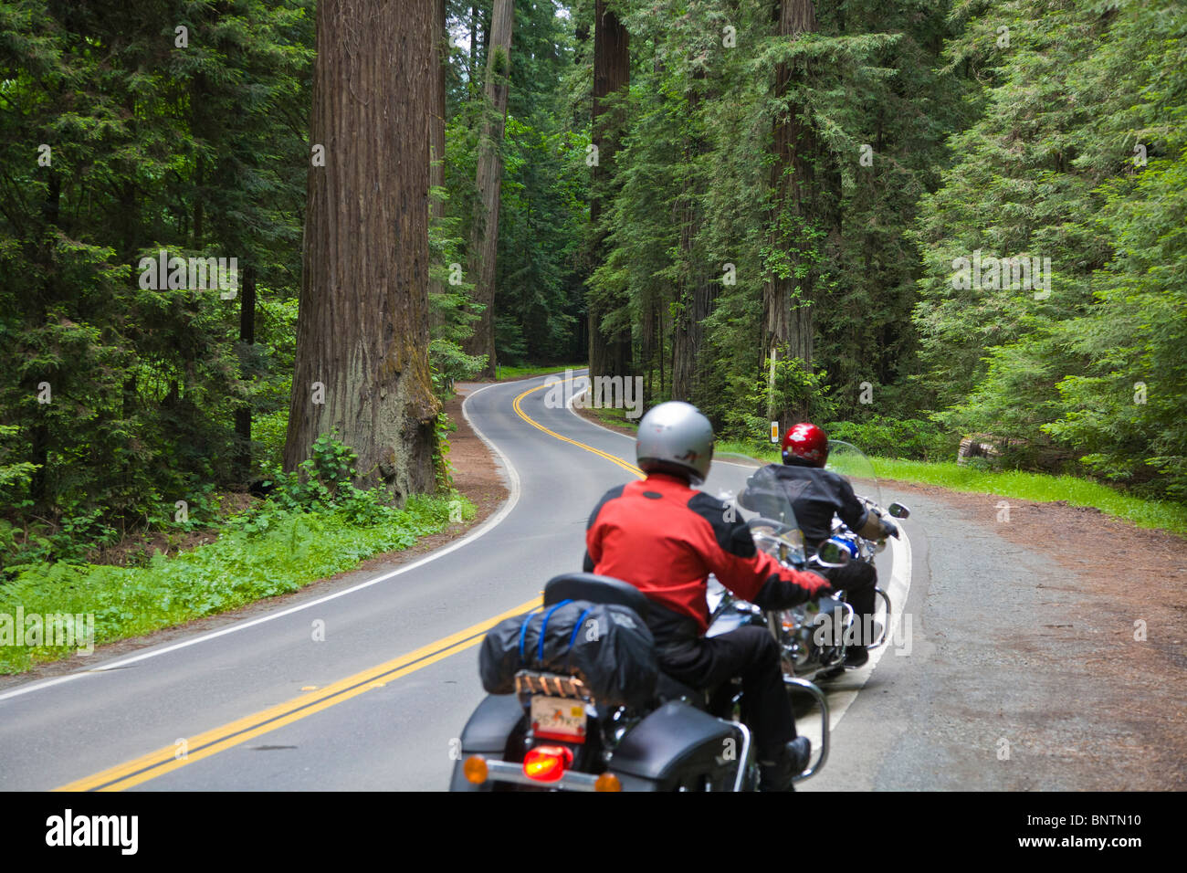 Motorcycle riders in Redwood trees in Humbolt Redwoods State Park in ...