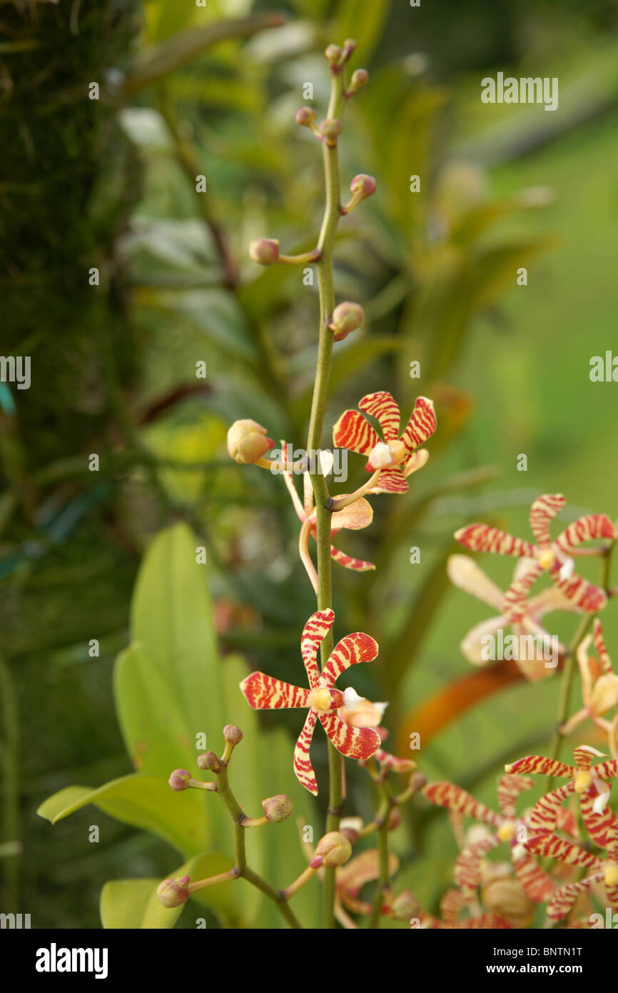 Orchids of high-mountainous Borneo. Exotic natural flowers of Borneo ...