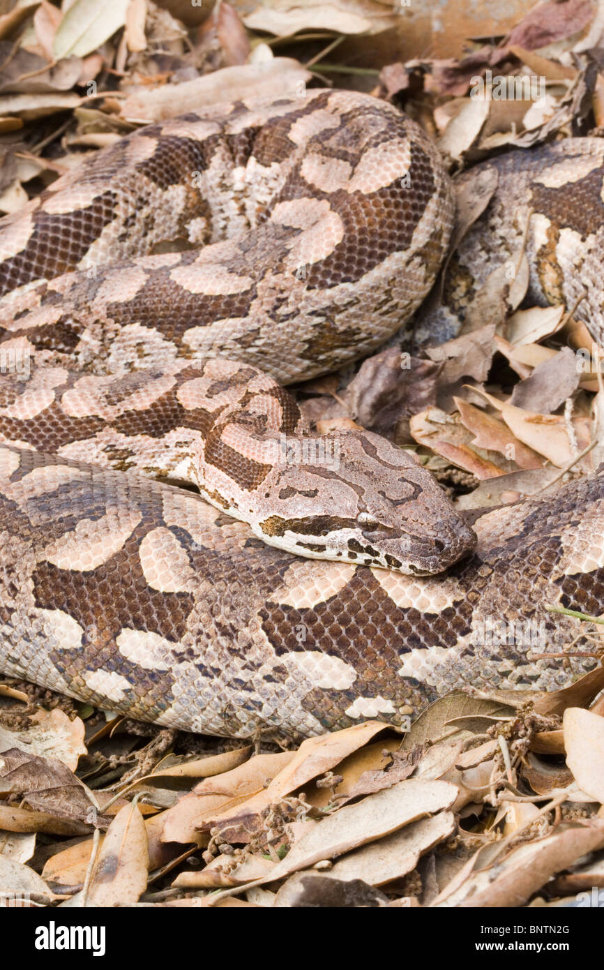 Dumerils boa hi-res stock photography and images - Alamy