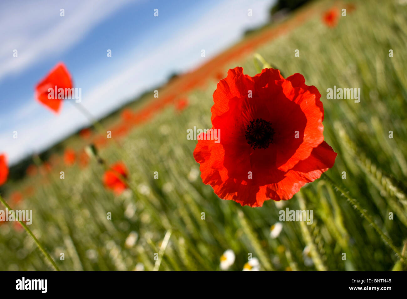 Ww2 poppy fields hi-res stock photography and images - Alamy
