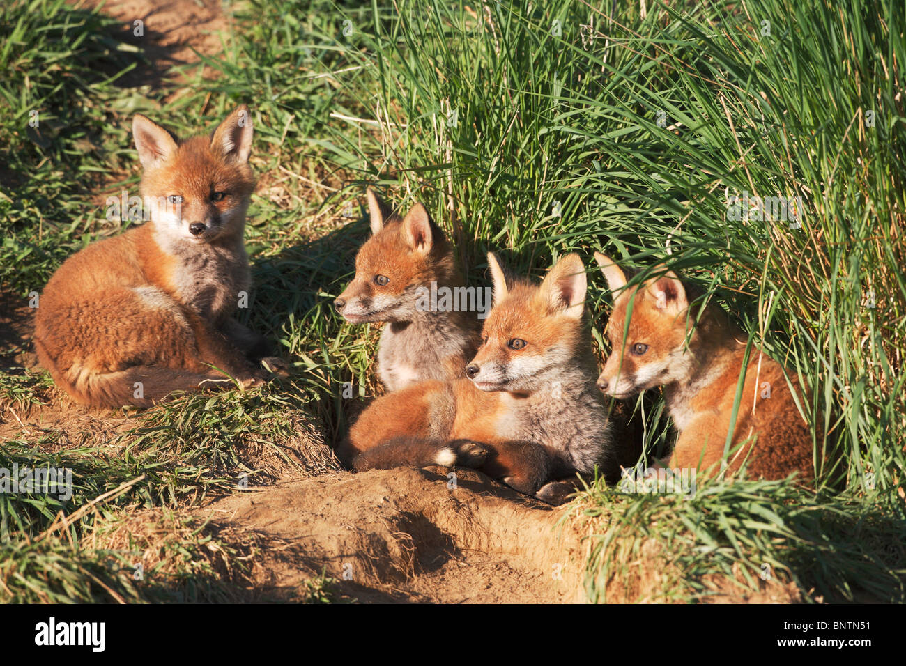 Red fox (Vulpes vulpes) cubs sitting at entrance to earth Stock Photo ...