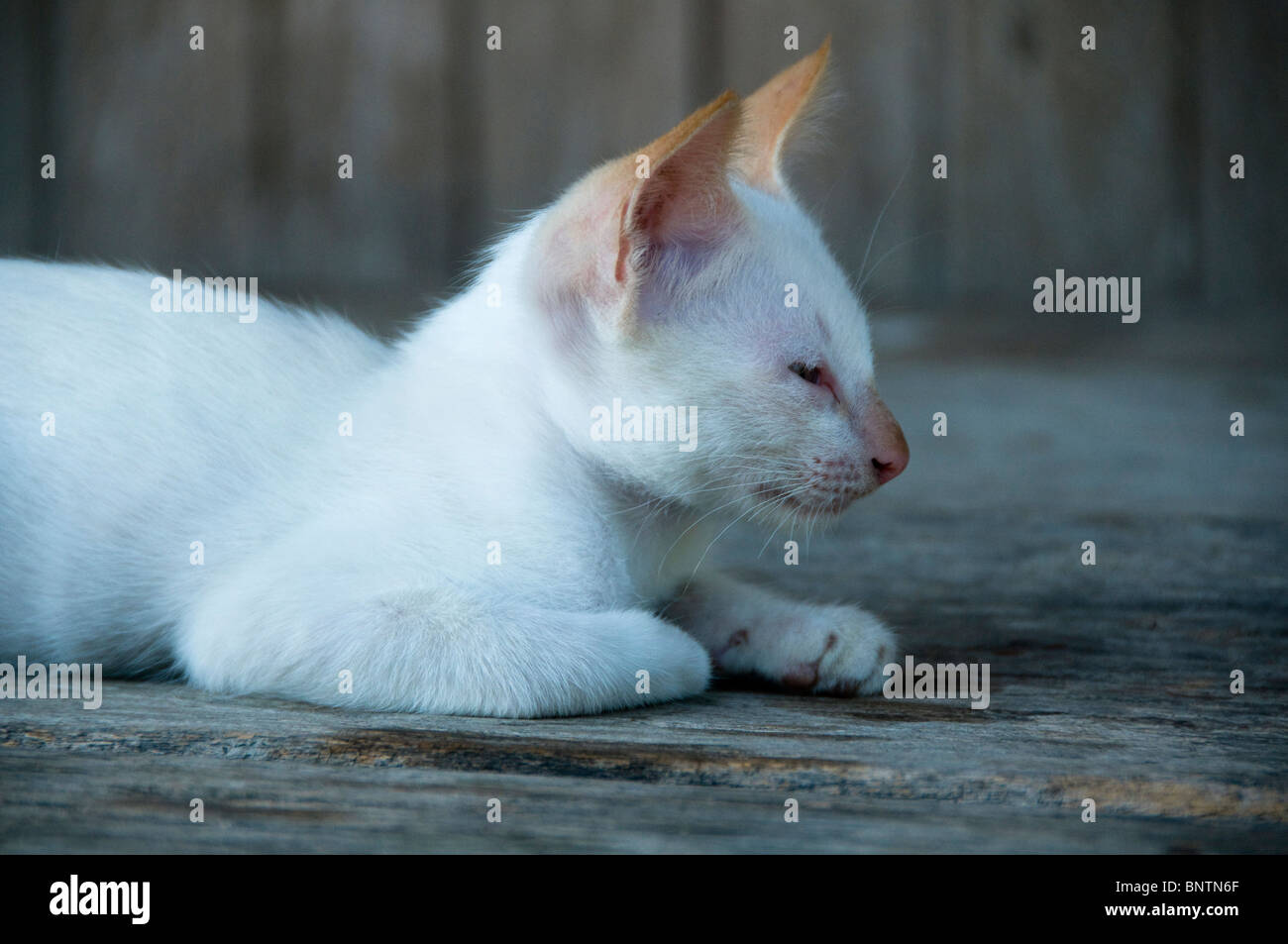 cat at rest Stock Photo - Alamy