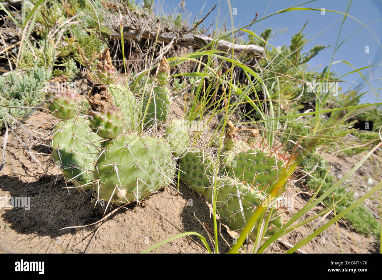 Douglas provincial park saskatchewan hi-res stock photography and ...
