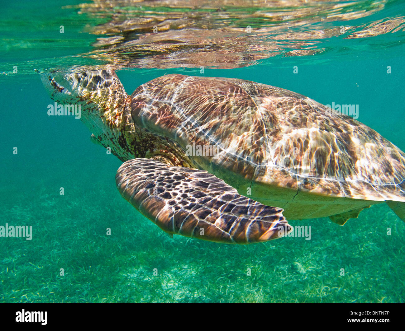Turtle heads hi-res stock photography and images - Alamy