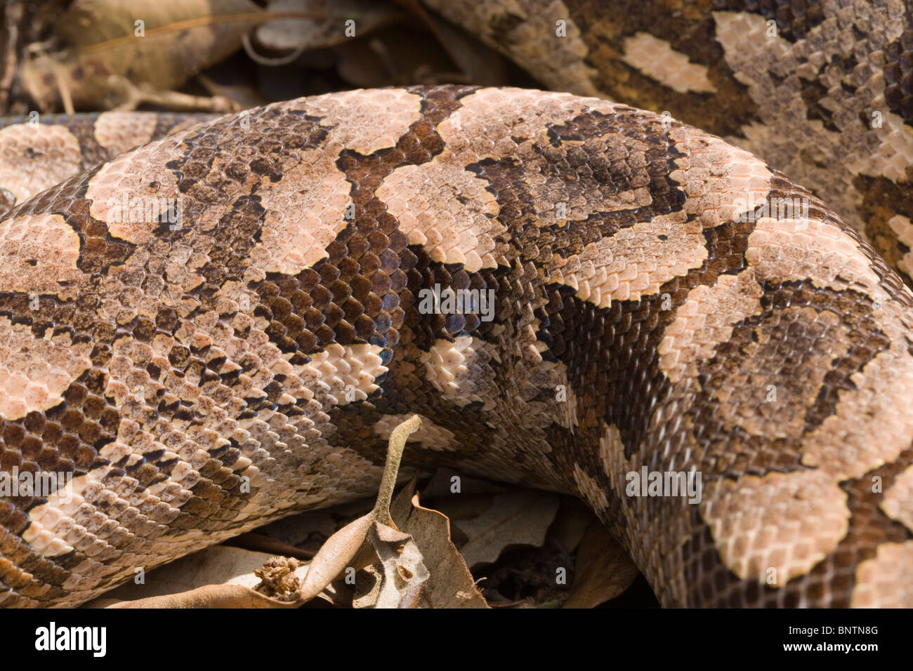 Dumeril's Boa (Boa dumerilli). Body skin markings. Cryptic colouration ...