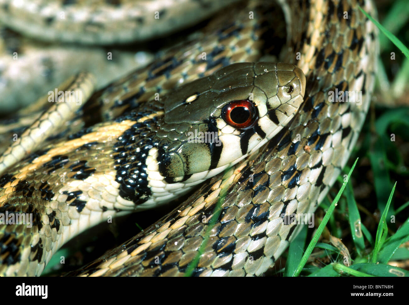 Checkered garter snake hi-res stock photography and images - Alamy