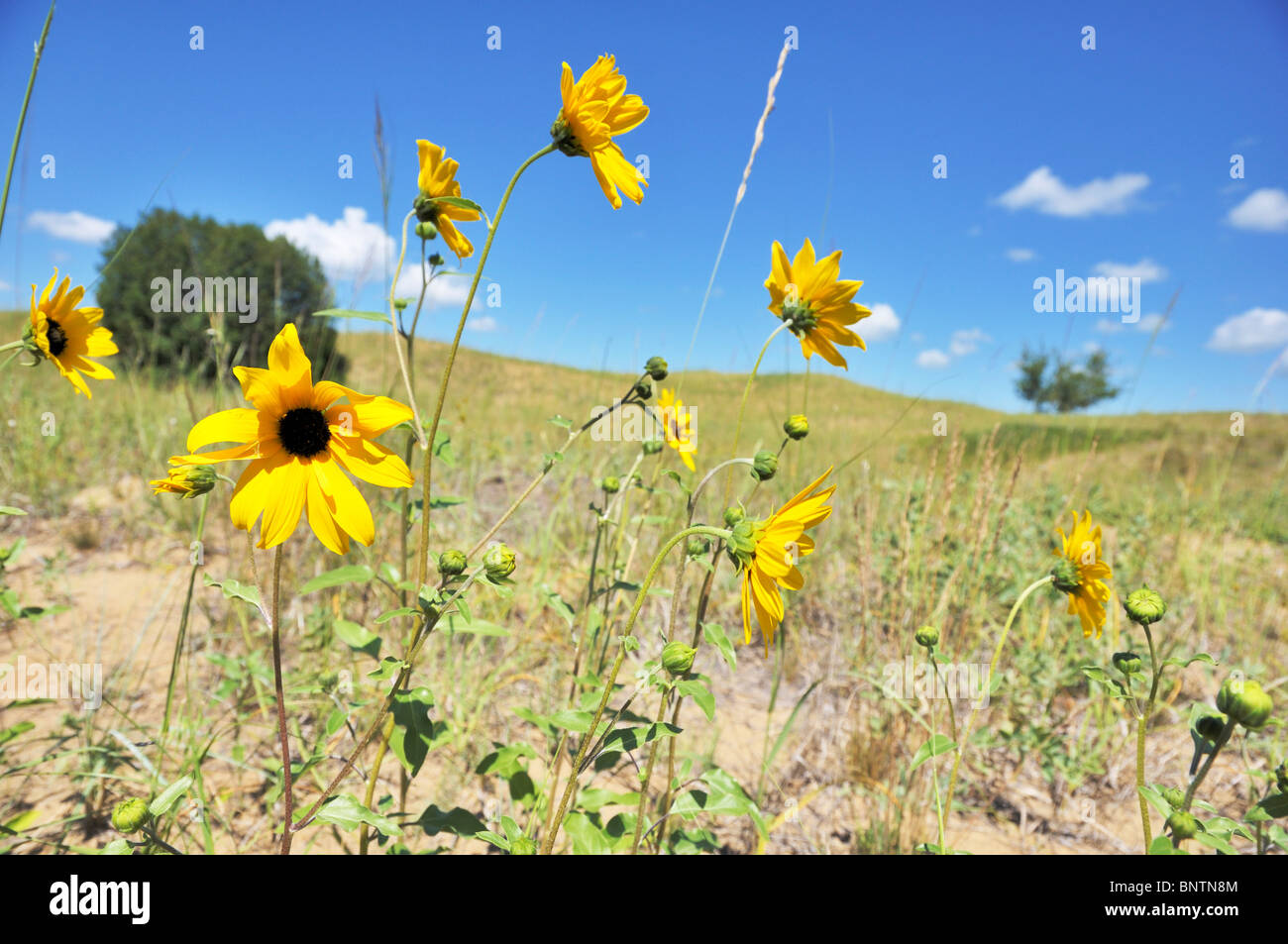 Dune sunflower hi-res stock photography and images - Alamy