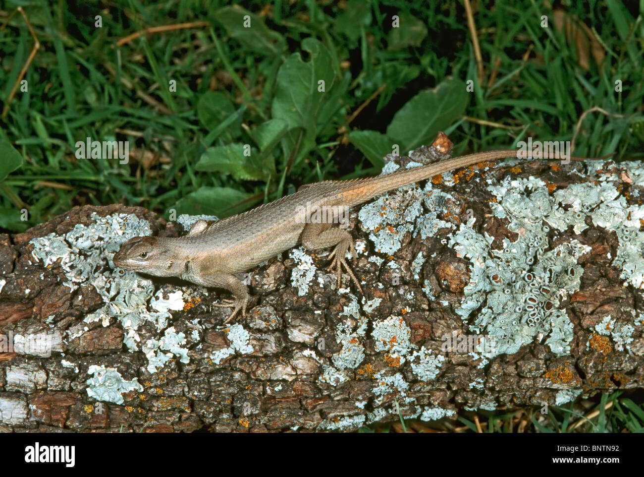 Mesquite lizard hi-res stock photography and images - Alamy