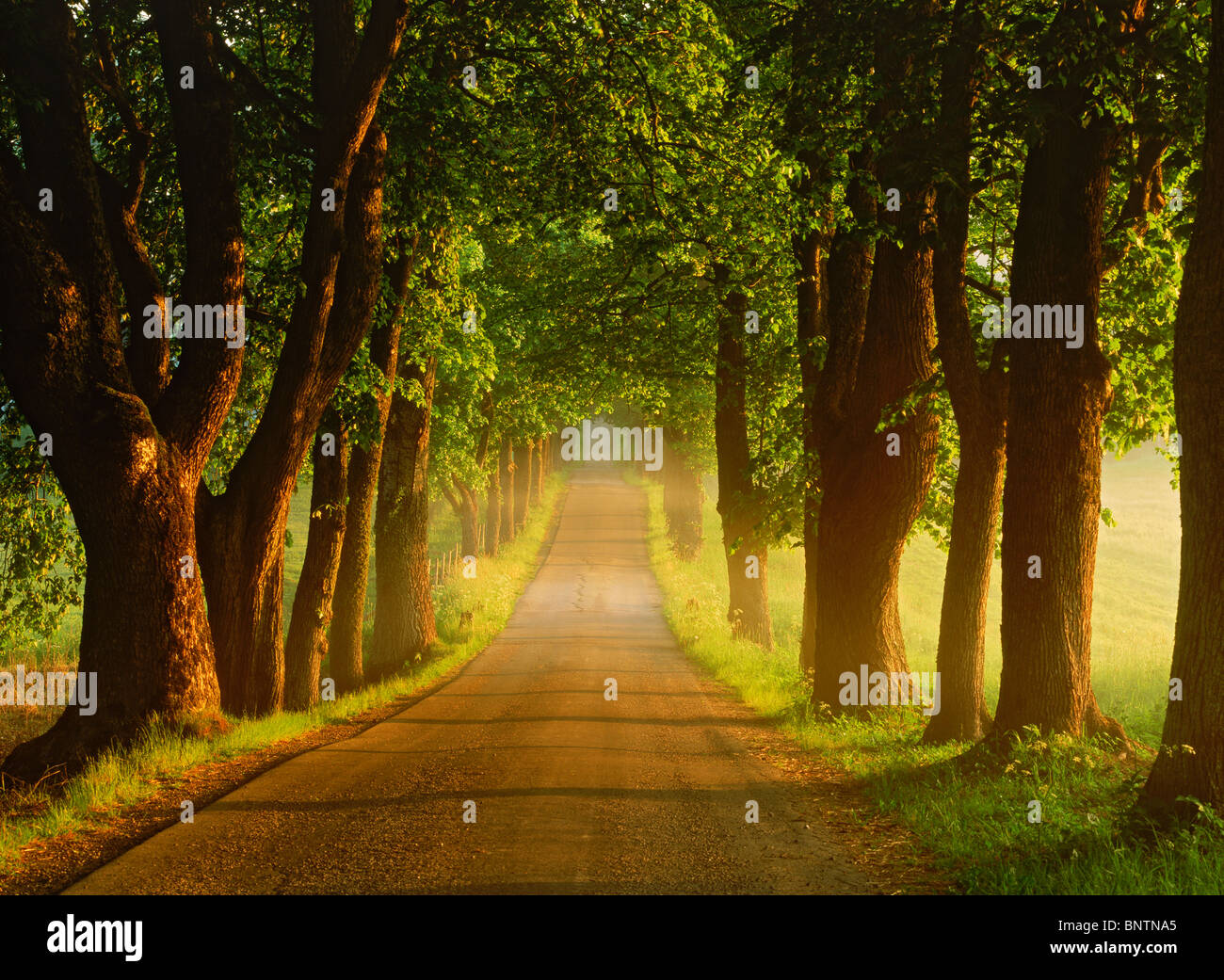 Tree-lined country road in Sweden at sunrise Stock Photo - Alamy