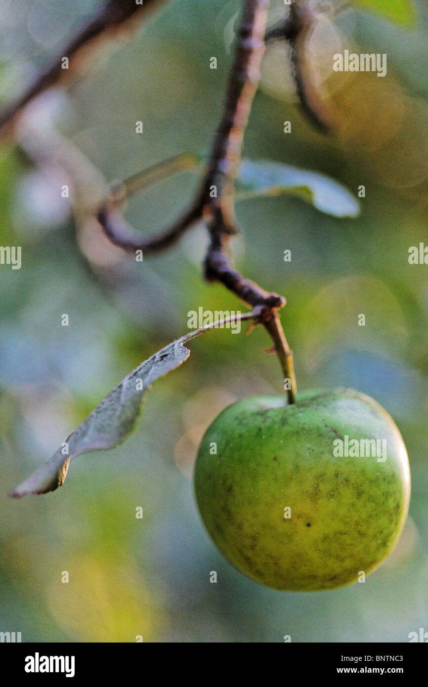 Apple orchard snow hi-res stock photography and images - Alamy