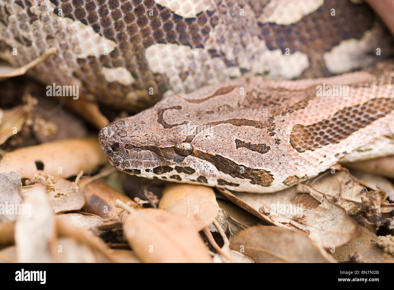 Dumerils boa hi-res stock photography and images - Alamy