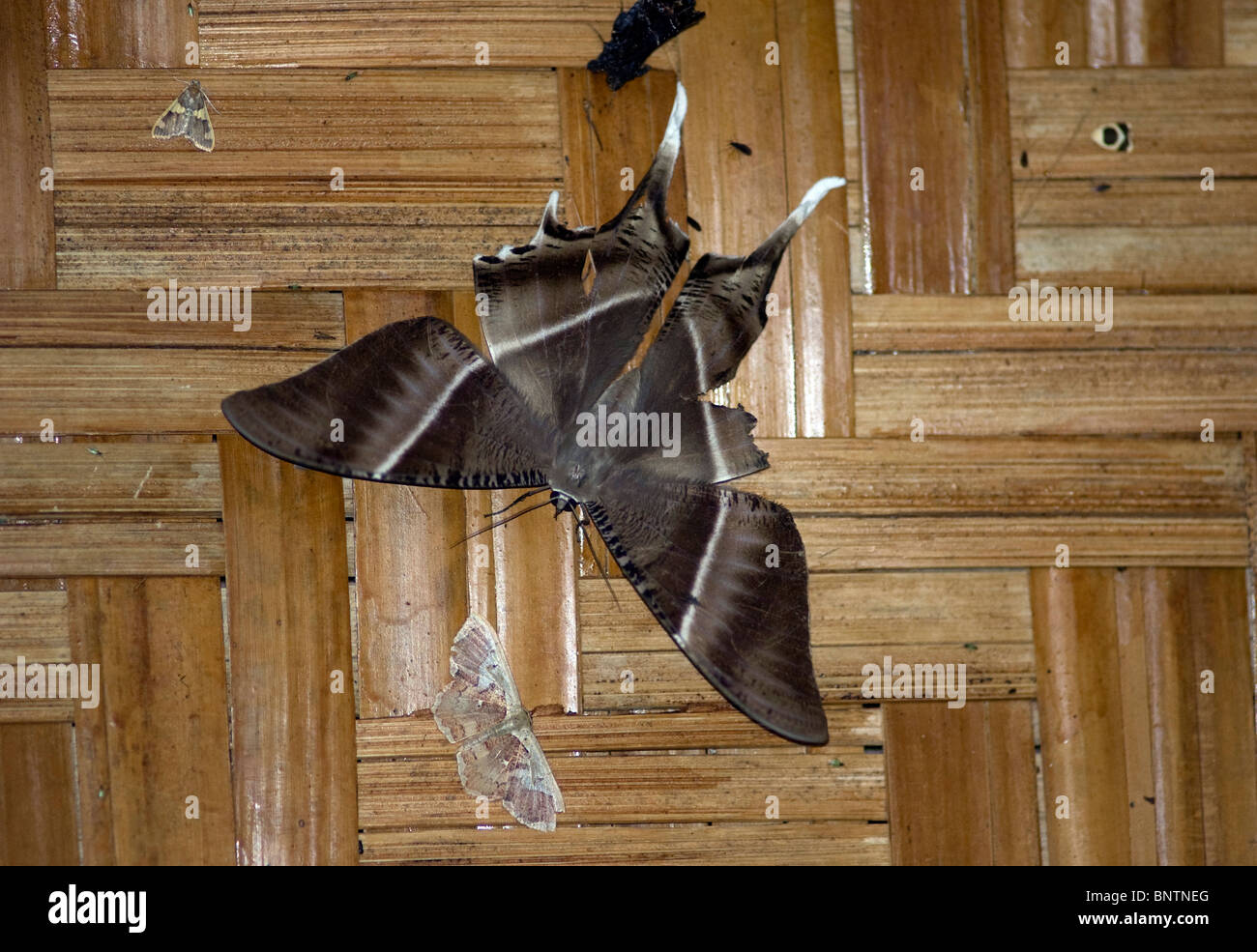Lyssa Zampa or Tropical Swallowtail Moth, Tampakan, Mindanao ...