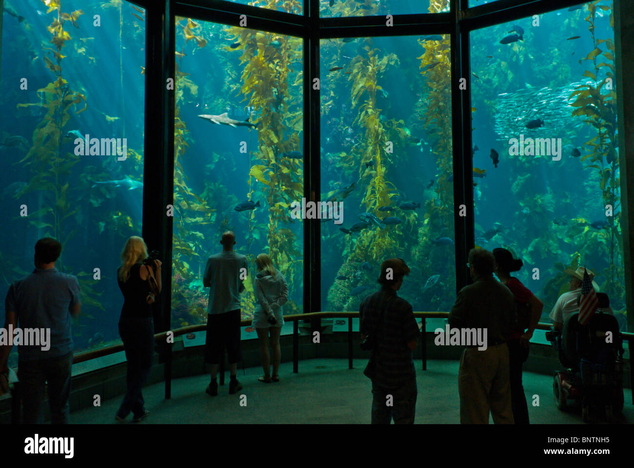 Visitors to the Monterey Bay Aquarium view a kelp forest with its ...