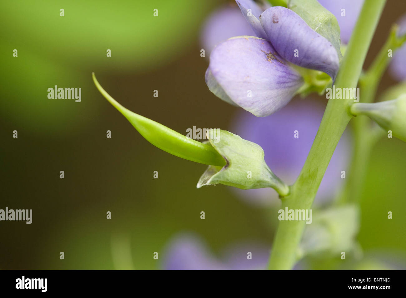 Pea pod plant not people hi-res stock photography and images - Alamy