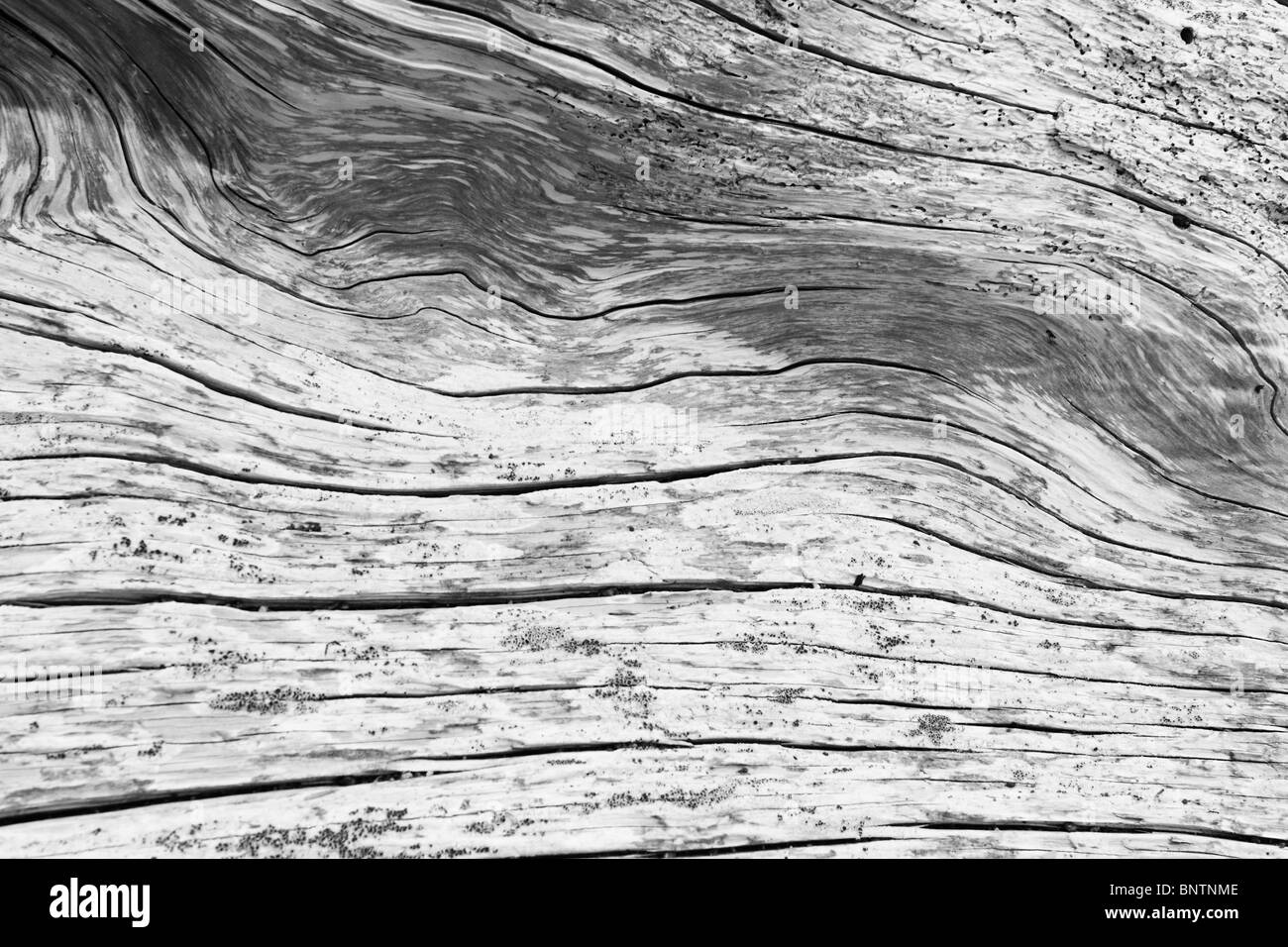 Drift wood pattern Black and White Stock Photos & Images - Alamy