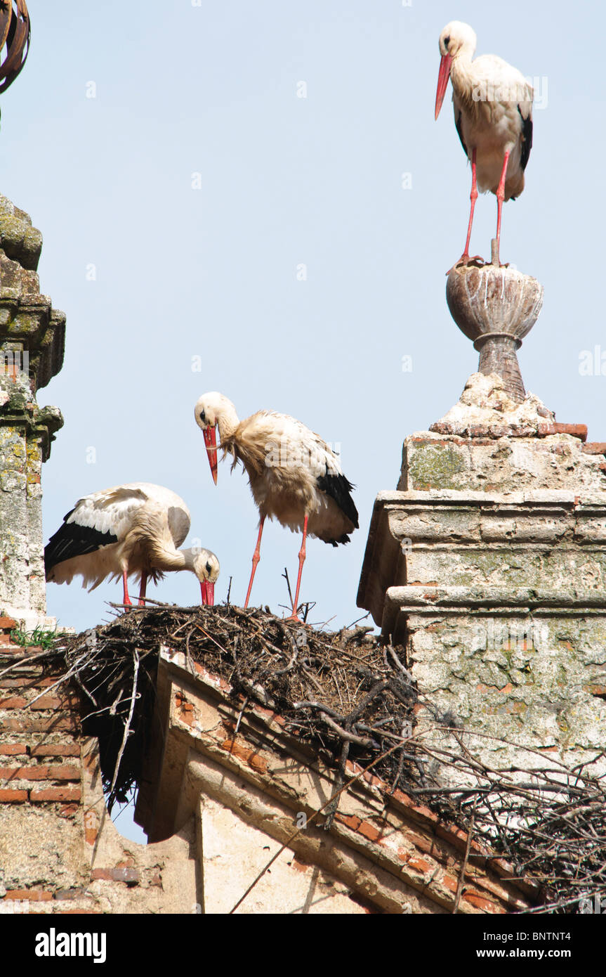 White Storks Ciconia ciconia in nest Stock Photo - Alamy