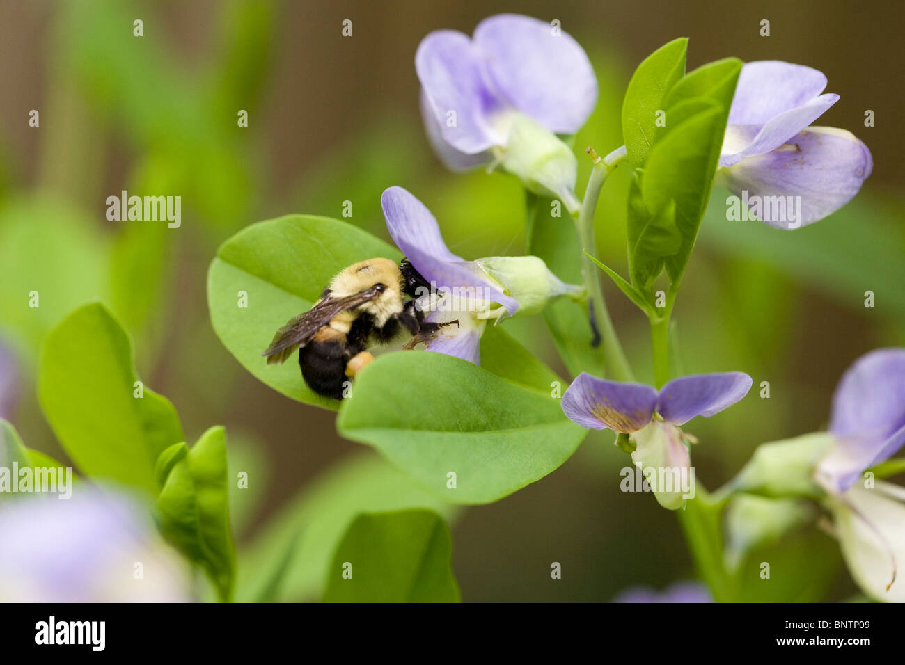 Pea plant flower hi-res stock photography and images - Alamy