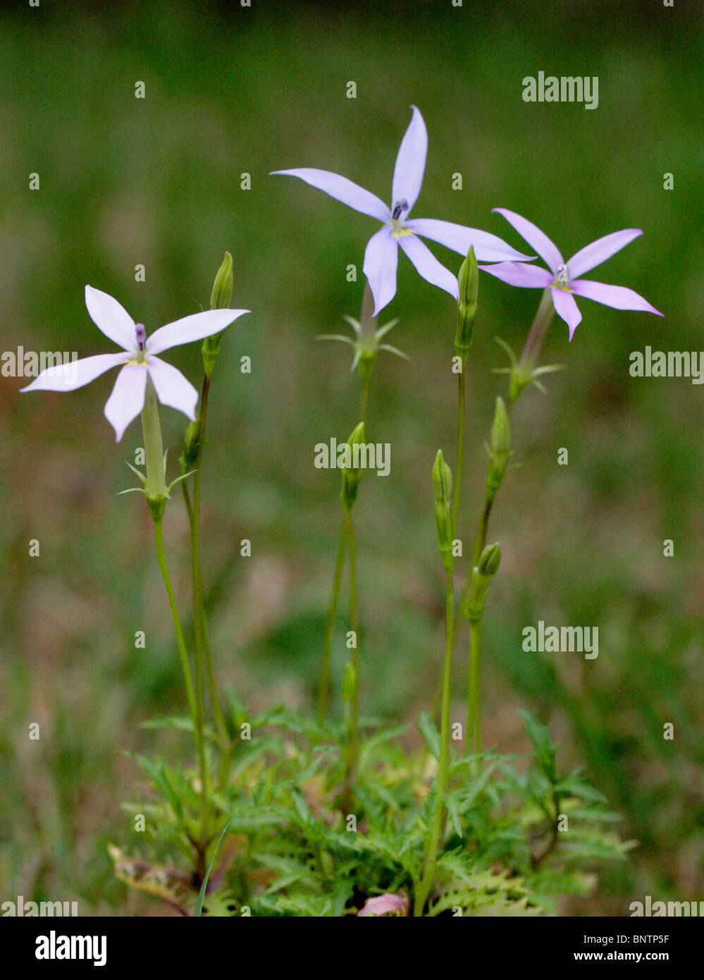 Rock Isotome, Isotoma axillaris, syn. Laurentia axillaris ...