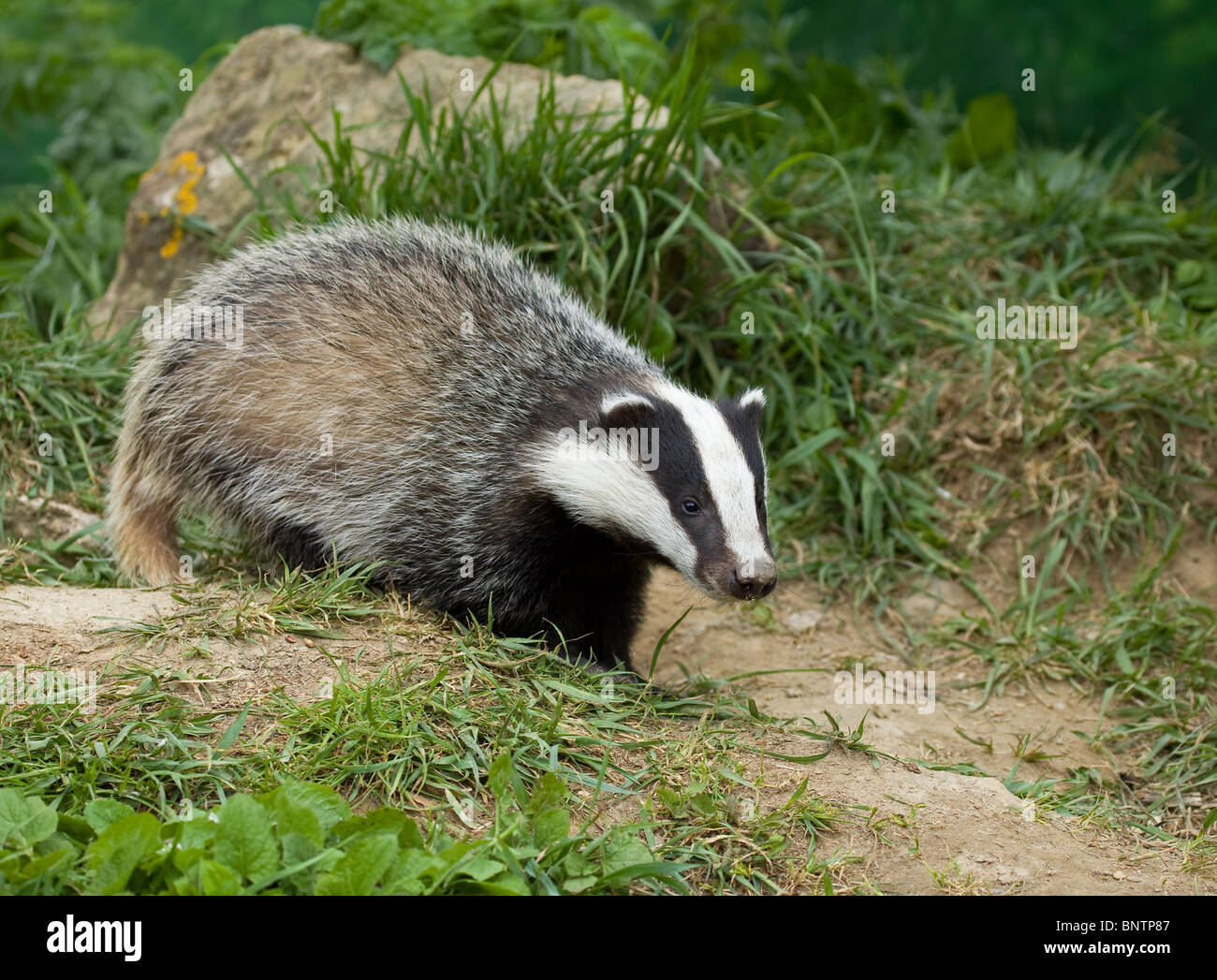 European Badger cub Stock Photo - Alamy
