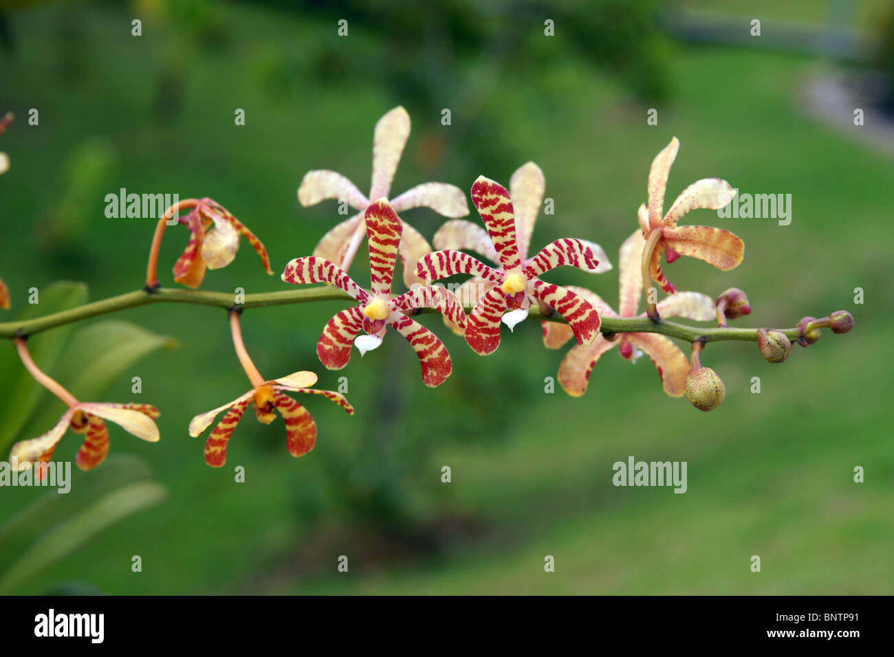 Orchids of high-mountainous Borneo. Exotic natural flowers of Borneo ...
