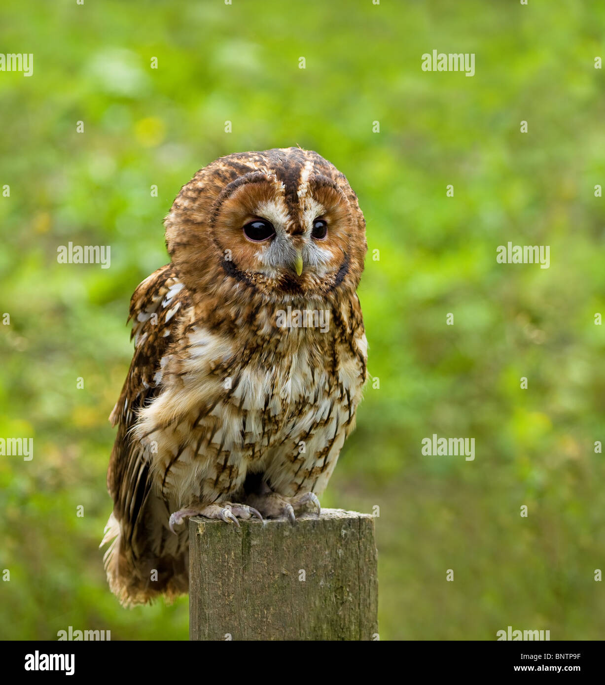 Owl on fence hi-res stock photography and images - Alamy