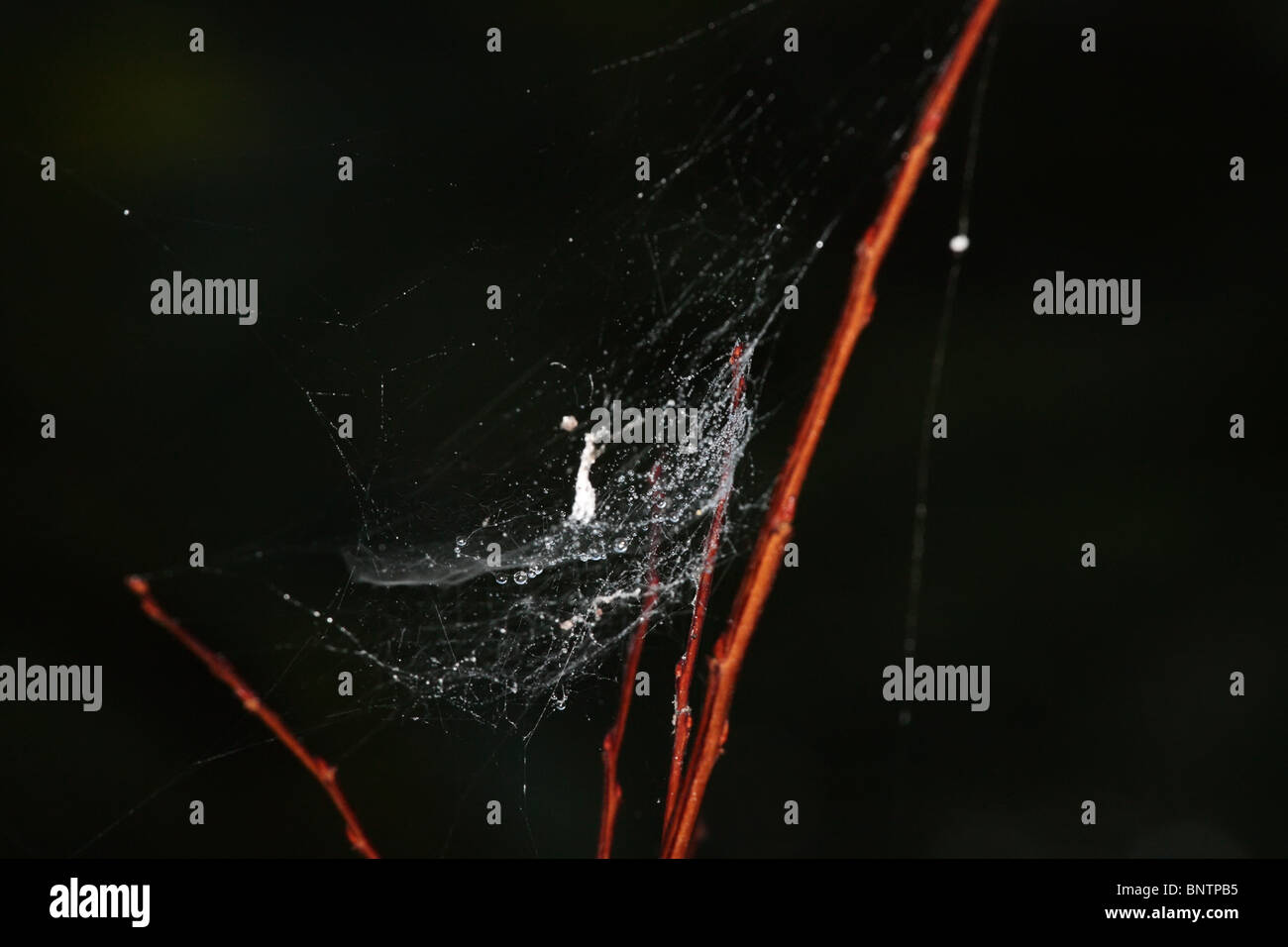 Messy cobweb hi-res stock photography and images - Alamy