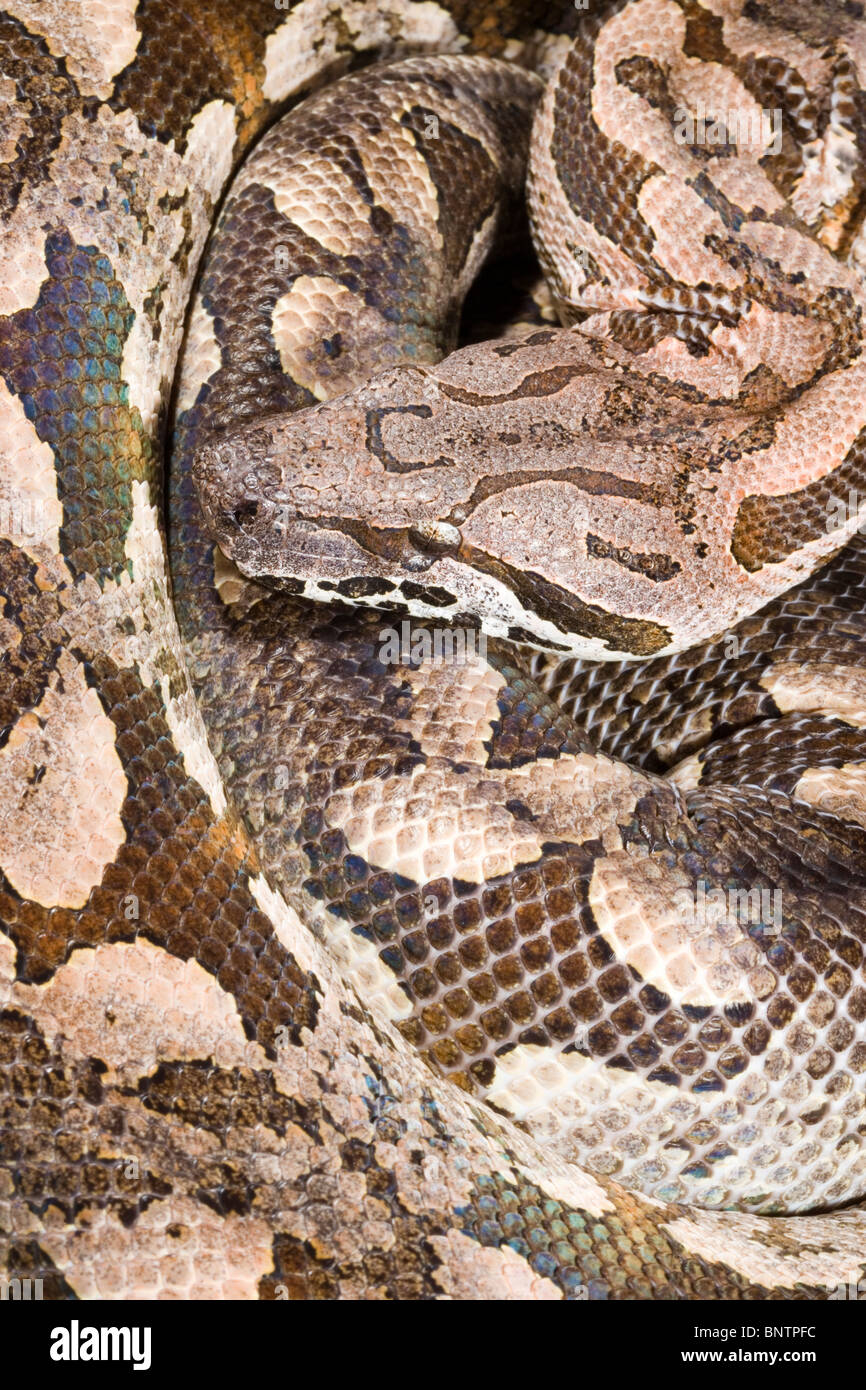 Boa serpents hi-res stock photography and images - Alamy