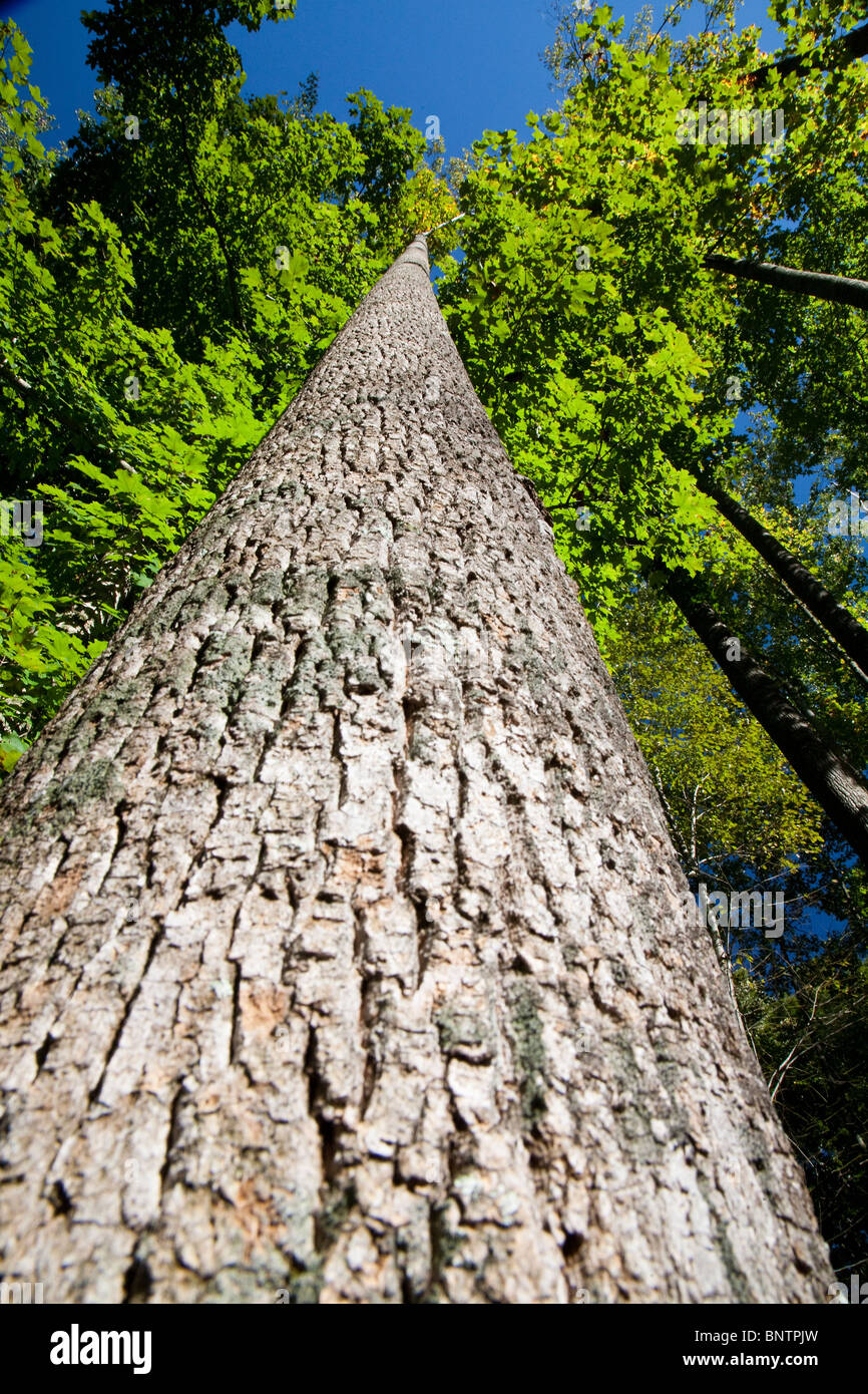 Looking up at tree hi-res stock photography and images - Alamy