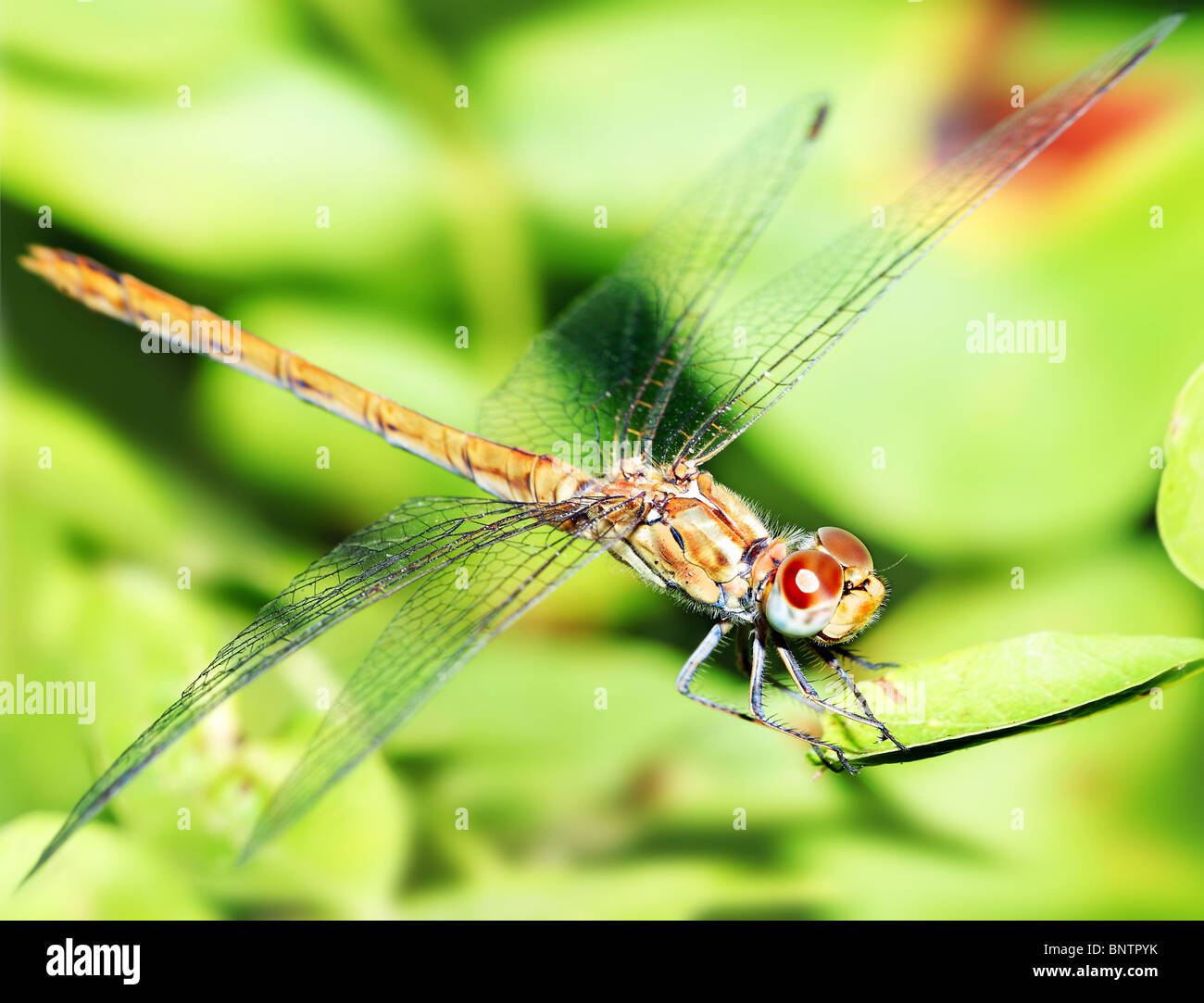 Closeup portrait of a beautiful colorful dragonfly Stock Photo - Alamy