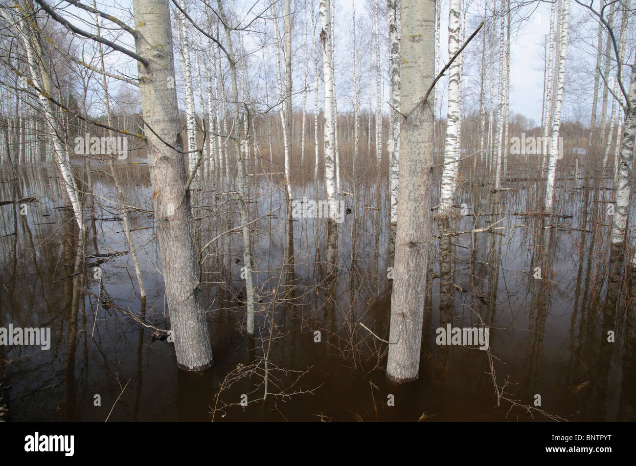 Floods and trees hi-res stock photography and images - Alamy