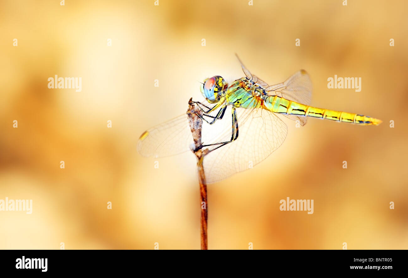 Closeup portrait of a beautiful colorful dragonfly Stock Photo - Alamy