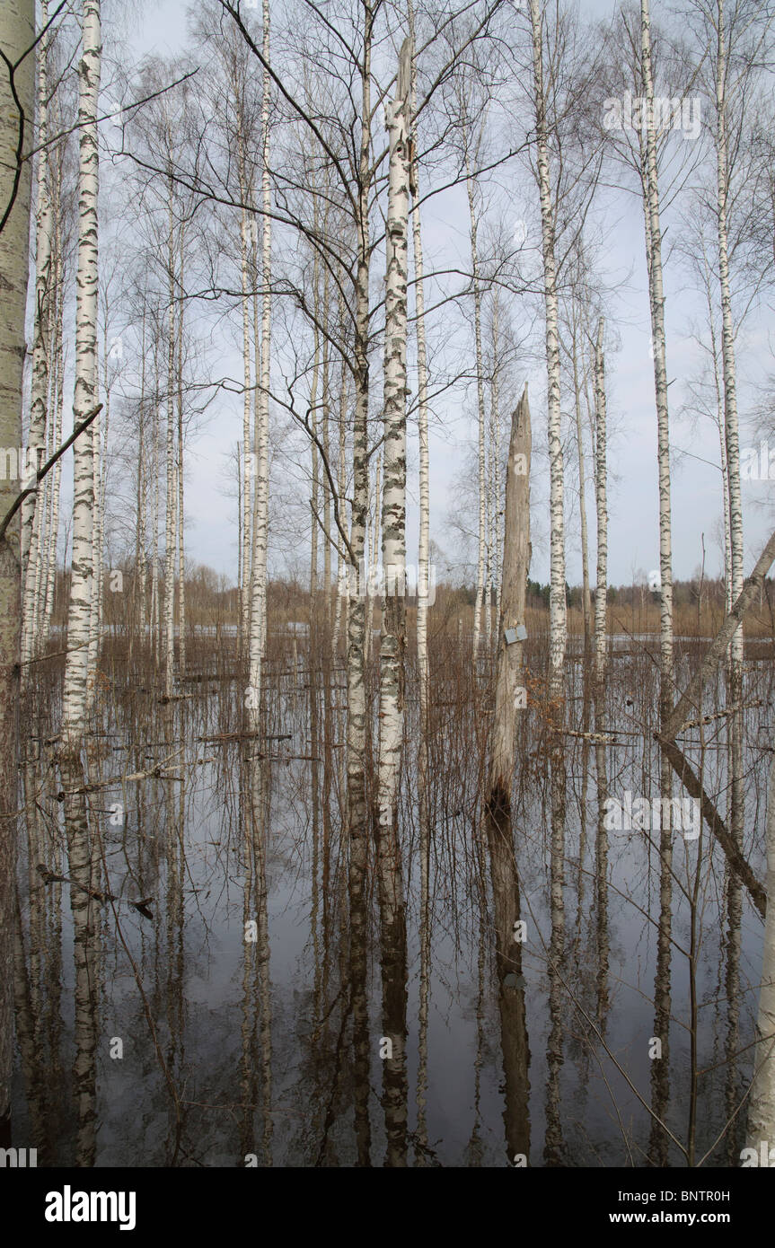 Flooded Trees Stock Photos & Flooded Trees Stock Images - Alamy