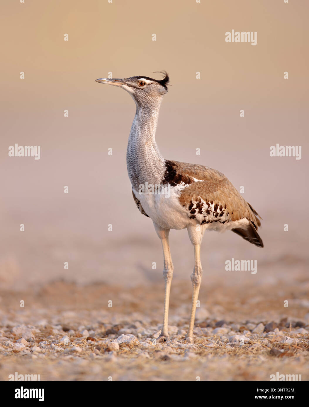 Bustard hi-res stock photography and images - Alamy