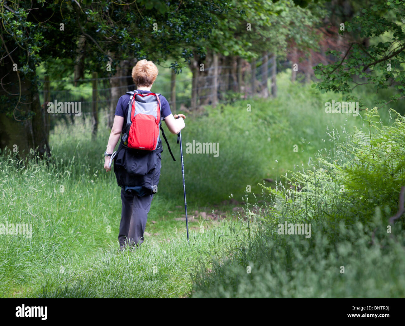 Rambler High Resolution Stock Photography and Images - Alamy