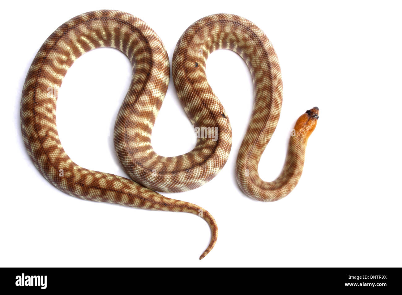 Woma python in a studio Stock Photo - Alamy