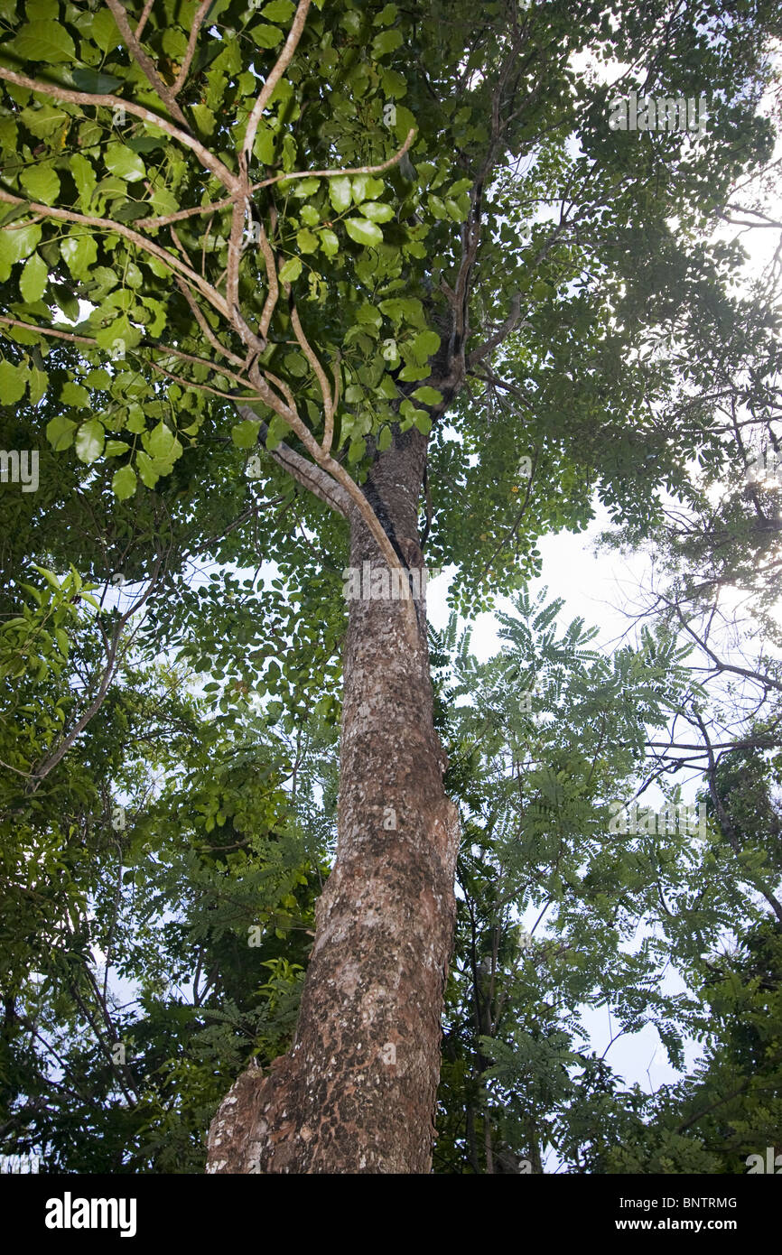 Chechen or black poisonwood tree (Metopium brownei Stock Photo - Alamy