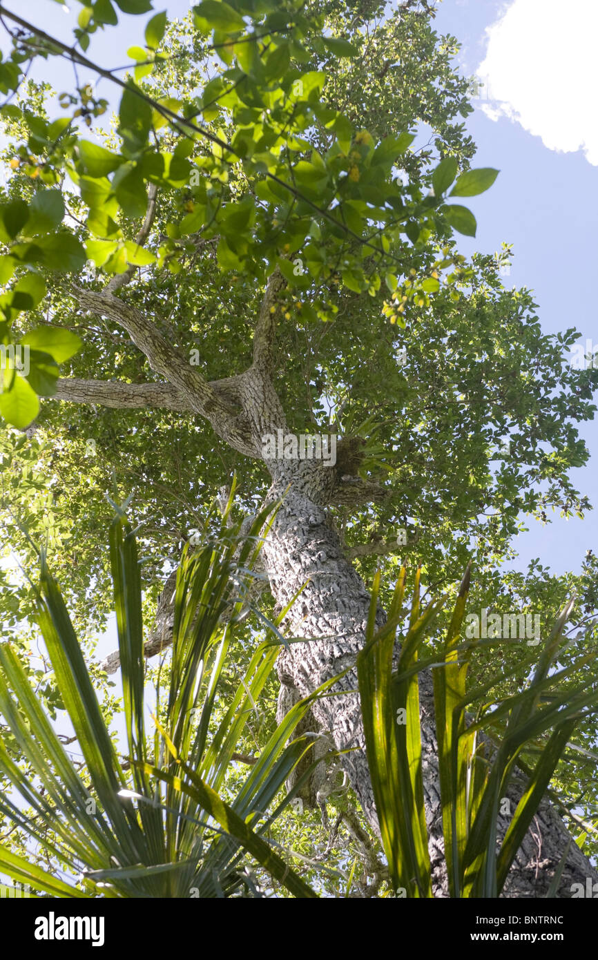 Zapote or Sapote (chewing gum) tree Stock Photo - Alamy