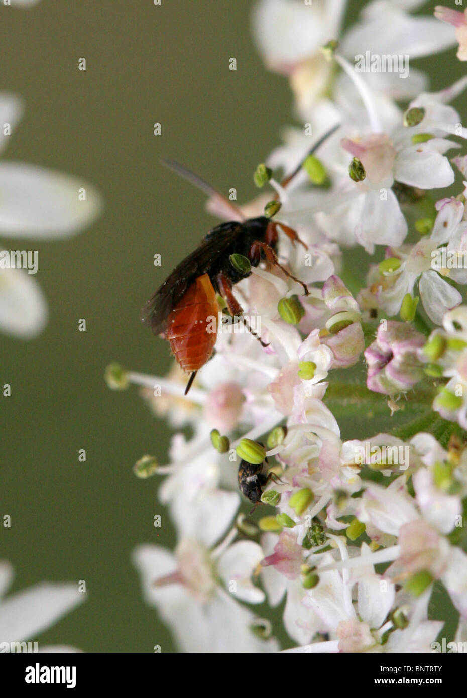 Ichneumon Wasp, Tryphon rutilator, Tryphoninae, Ichneumonidae ...