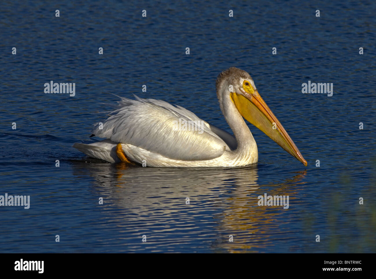 American White Pelican (Pelecanus erythrorhynchos) in pond, Aurora ...
