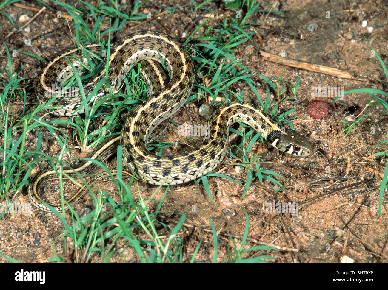 Checkered Garter Snake Stock Photo - Alamy